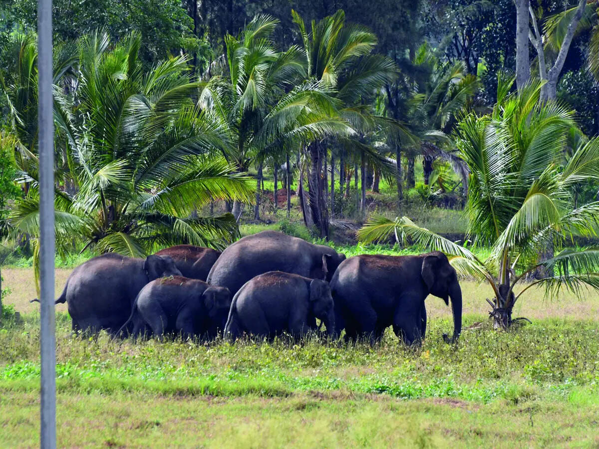 Human-elephant conflict claims 148 lives over 5 years
