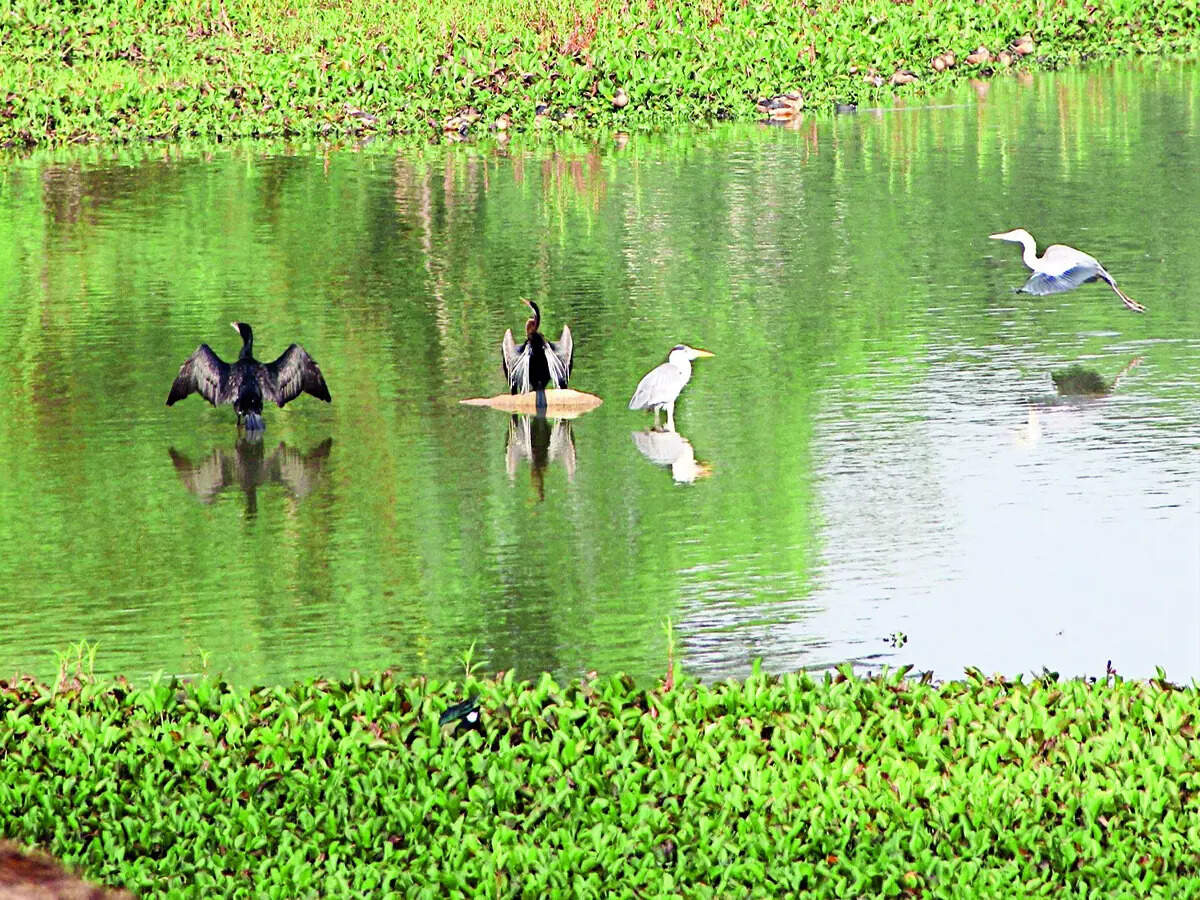 Lake transformed into delightful bird refuge