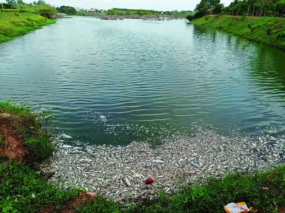 Once brought back to life, lake is being killed again