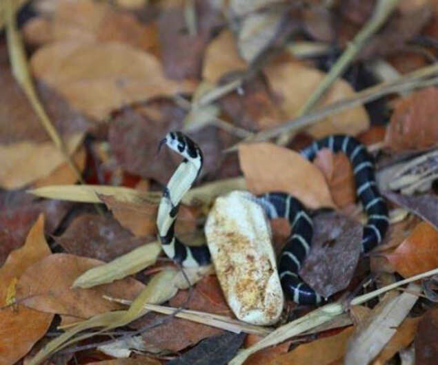 cobra hatching time: Kerala: It’s king cobra hatching time in Kannur ...