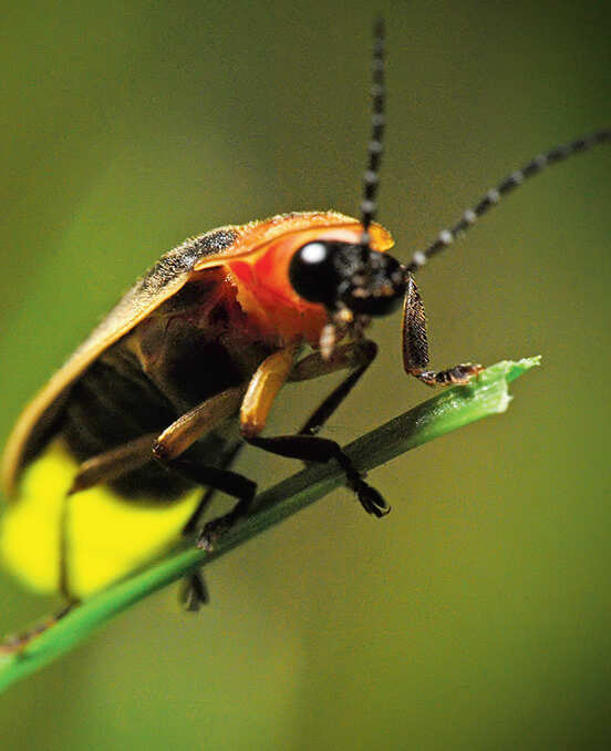 Urban Jungle: The firefly magic
