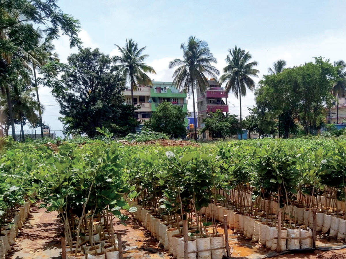 Bengaluru: A bio-fence to protect lakes? New idea from BBMP