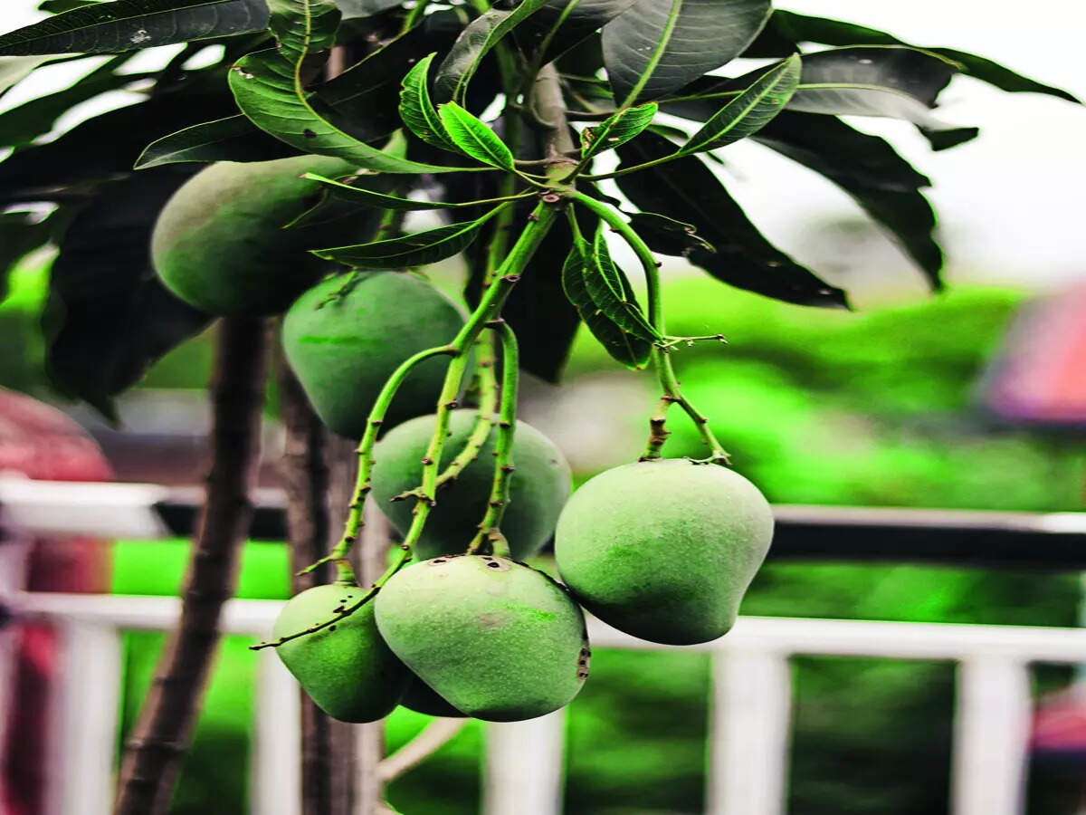 Seasons of change: Waiting for mango