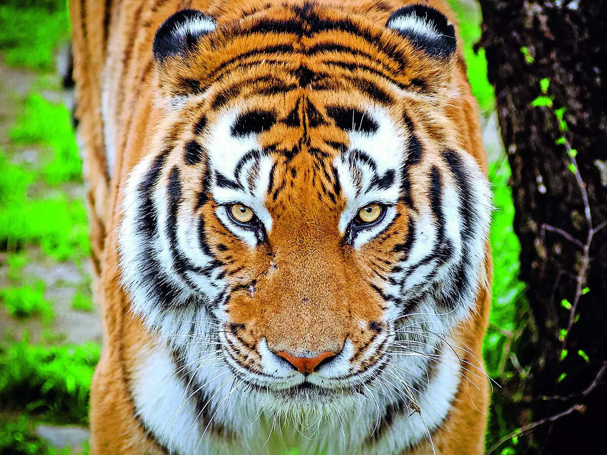 Awareness campaign after fatal tiger attack