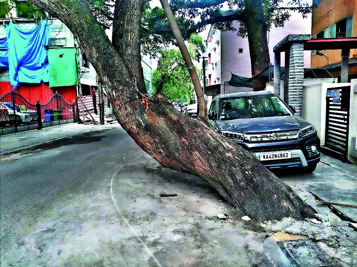 Report troublesome trees: ‘Is dept doing anything at all?’