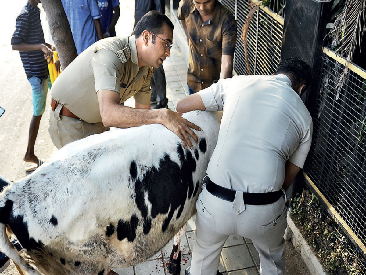 Police personnel deployed at protest venue rush to the aid of injured cow