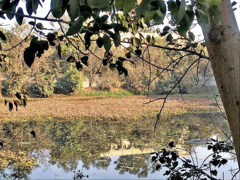 Nangloi lake gets a new lease of life | Delhi News - Times of India