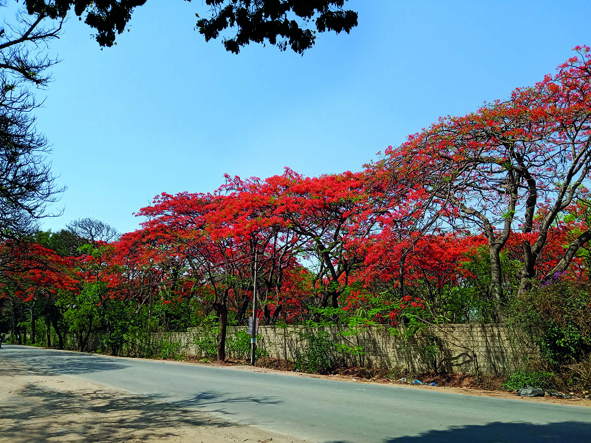 gulmohar trees: Story behind the photo: Red Carpet