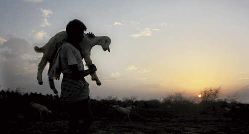 Kenguri displaces Bannur as most popular sheep
