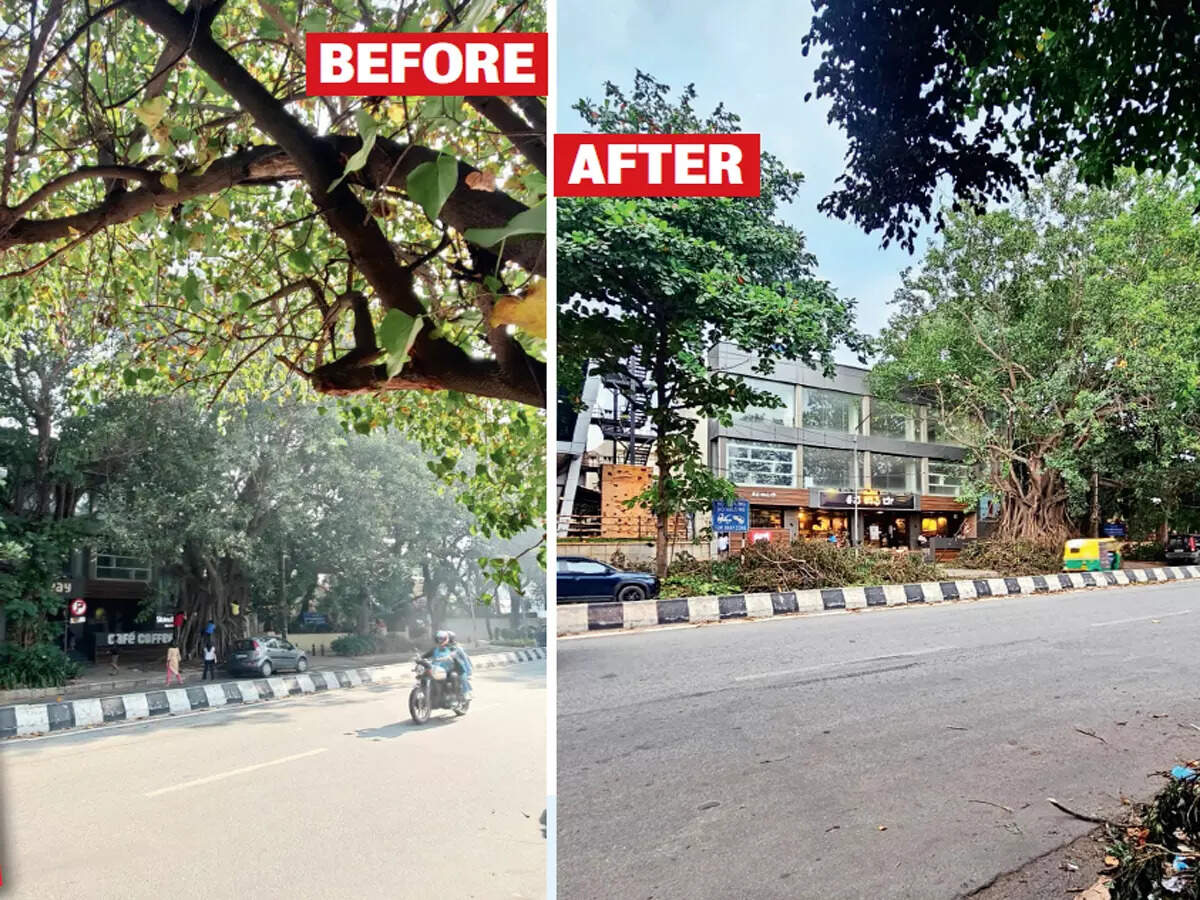 You call this a trim? Looks like a hack job