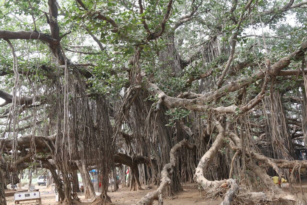 In pics: 500-year-old banyan plants a puzzle in Gujarat | Ahmedabad ...