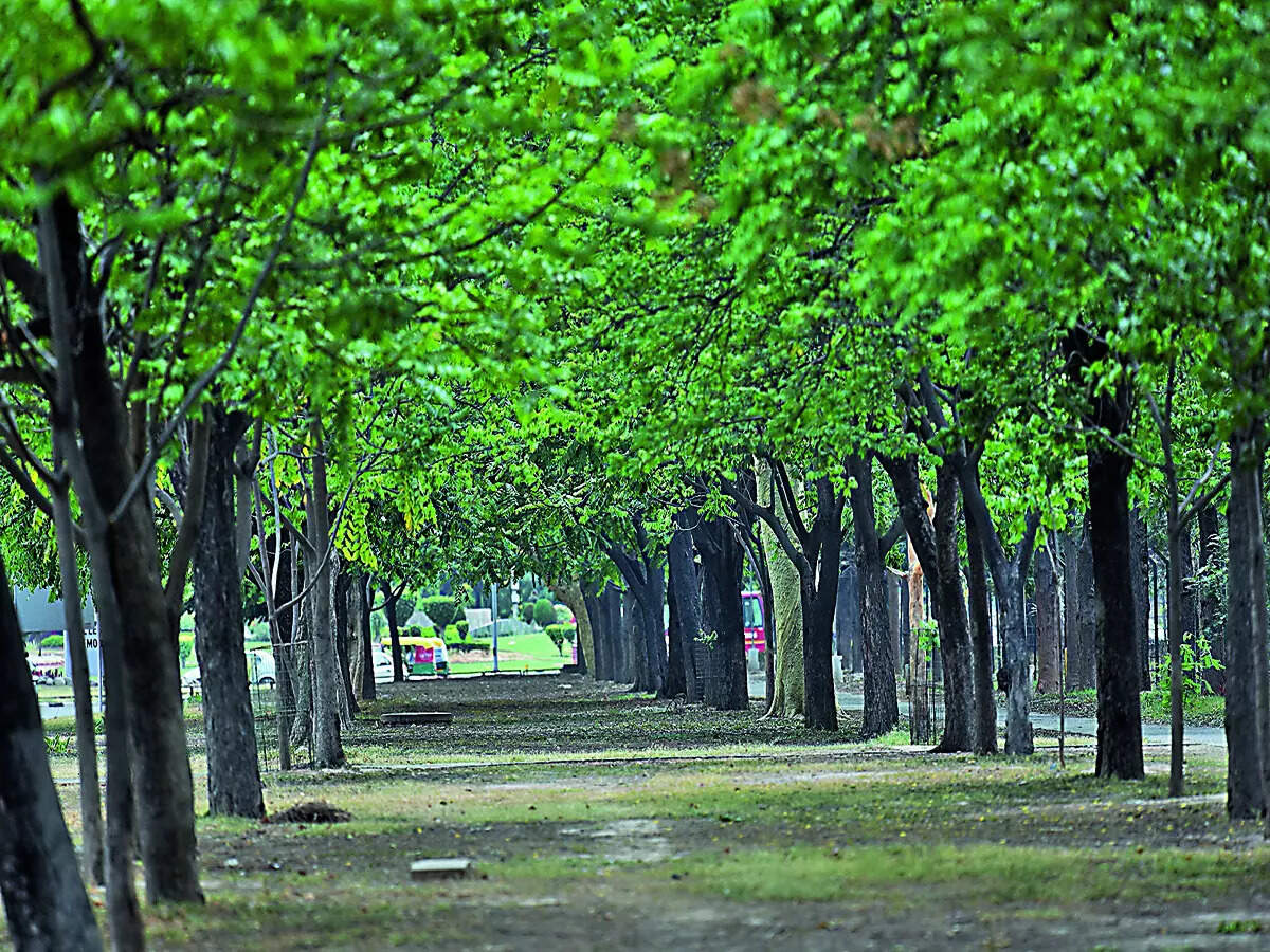 Citizens can now shape Bengaluru’s tree census