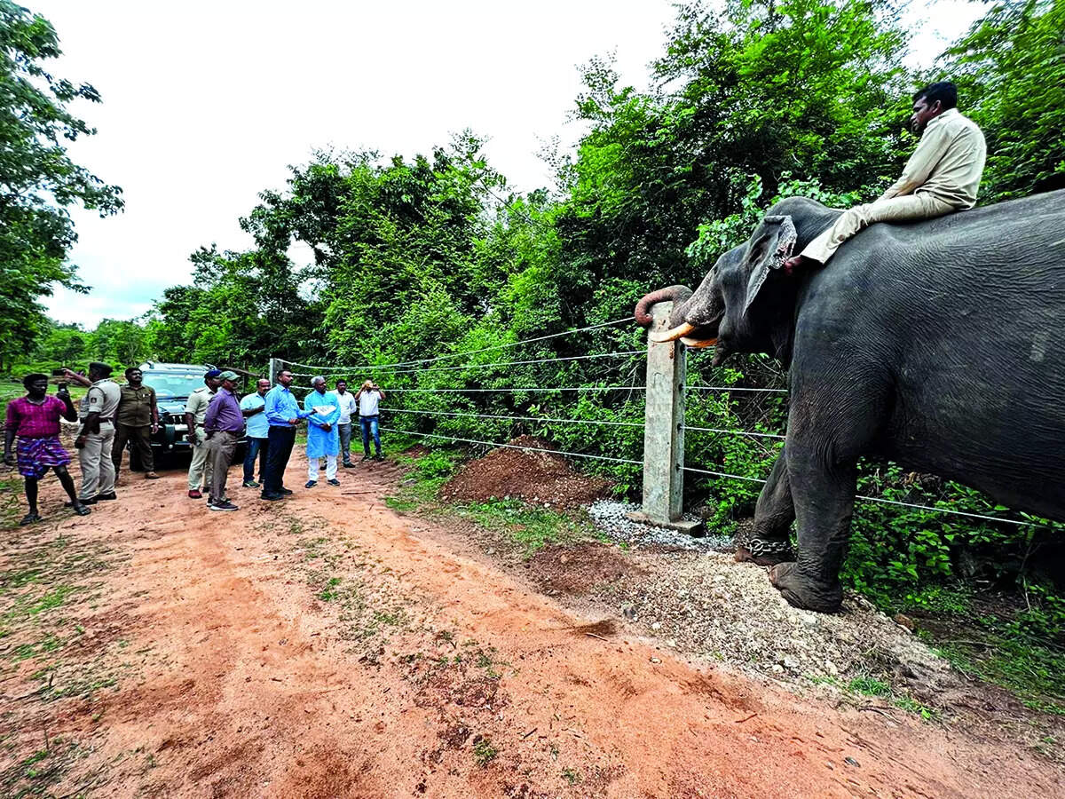 Elephant-proof: Tusker tethers to be tested soon