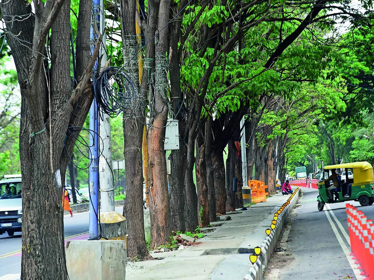 What ails our avenue trees?