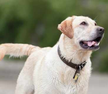 PET PUJA | Say no to preemptive procedures