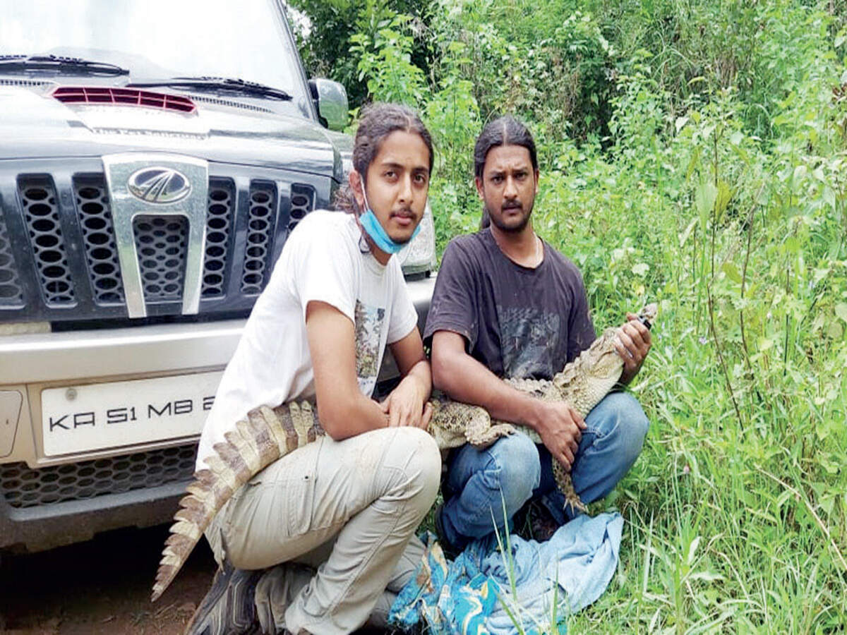 10 days after shedding tears, crocodile rescued