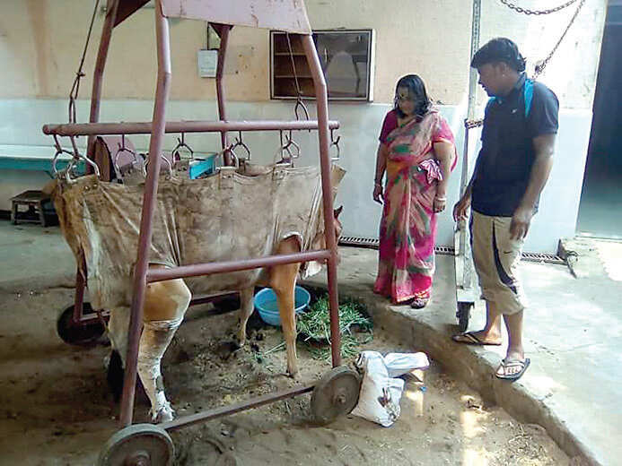 More equipment needed to handle cattle in distress