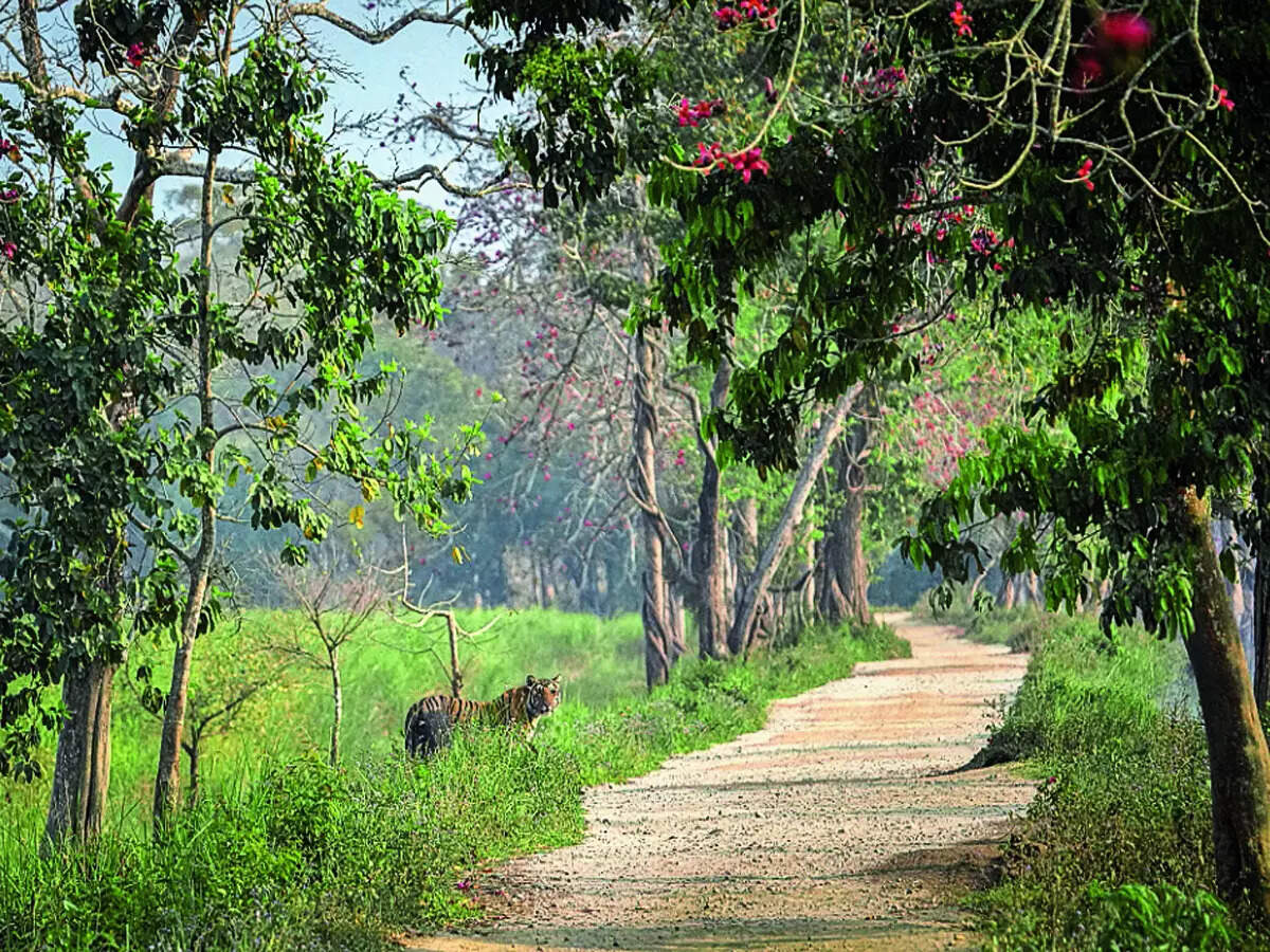 Karnataka forest cover dwindles as over 100 hectares cleared in 2024