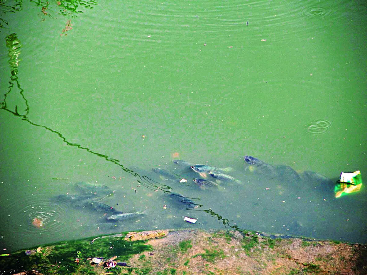 kothnur: No hope for Kothnur Lake?