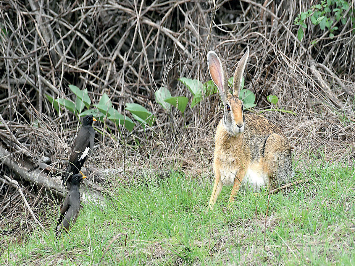 Night traffic ban on NH-766 to continue: BS Yeddyurappa