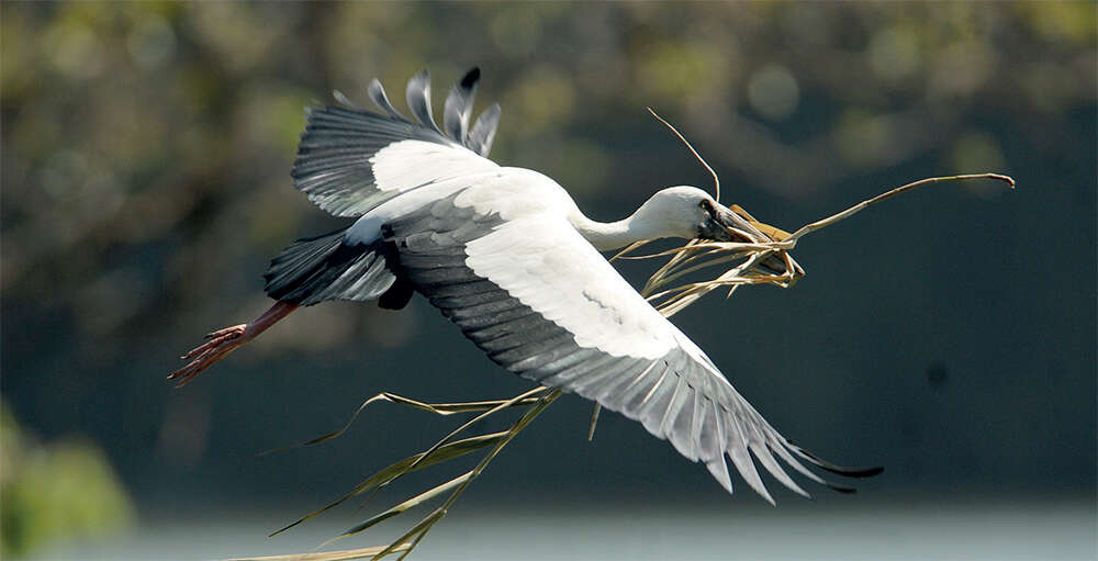 What migratory birds tell us