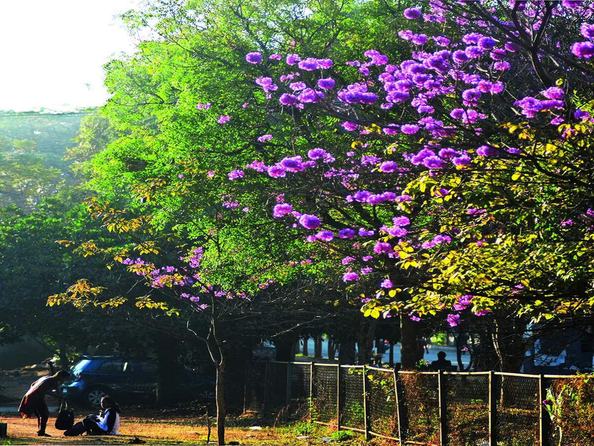 Say no to plastic, yes to clean & green parks