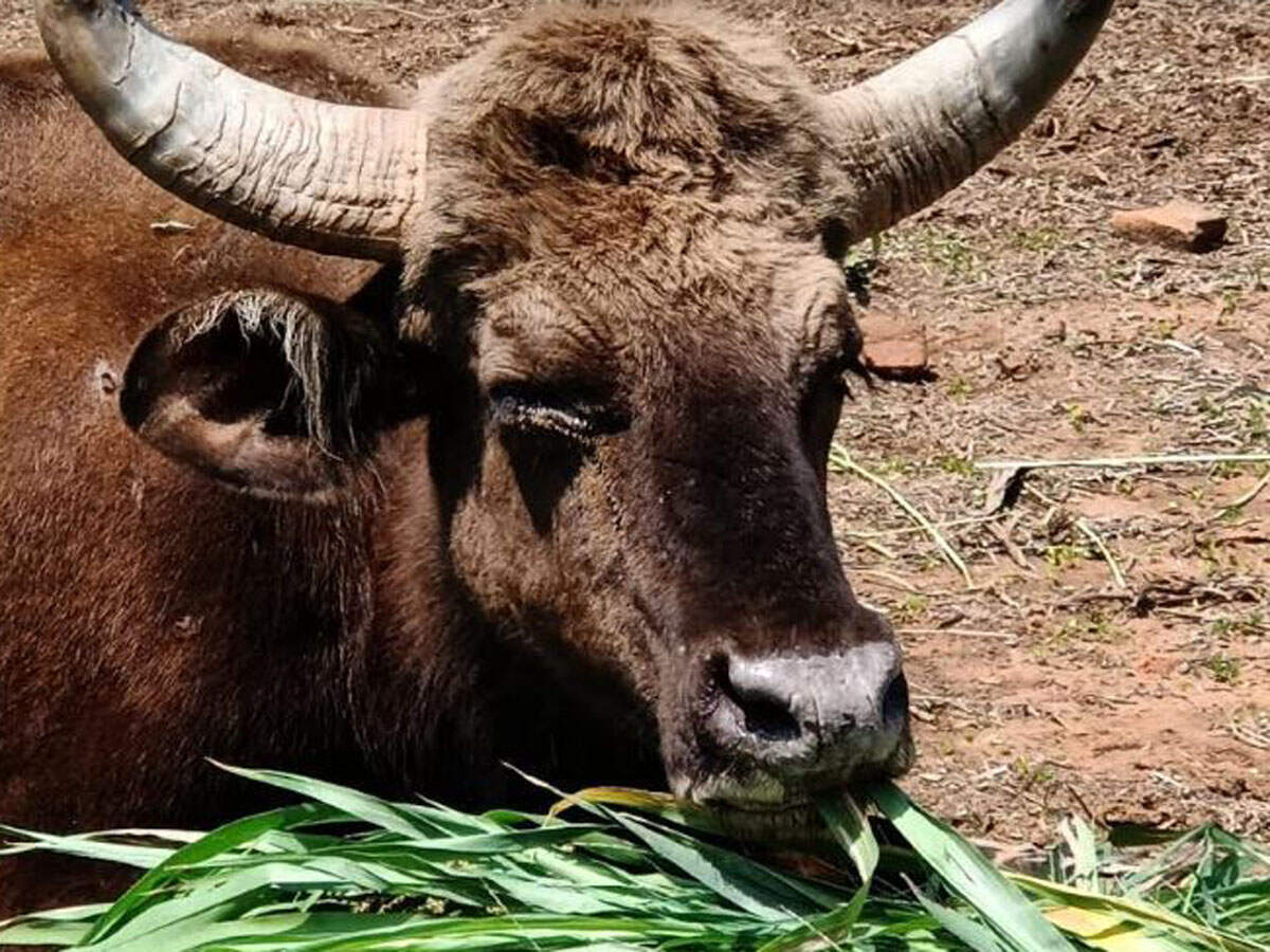 12-year old indian gaur: MP: Female Indian gaur brought to Van Vihar ...