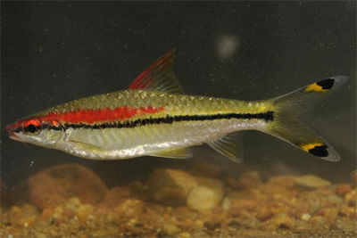 A new fish genus named after the Western Ghats
