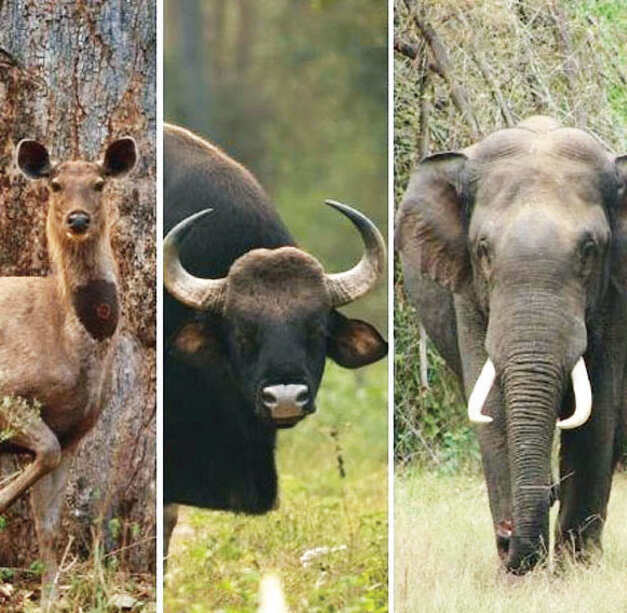 Wild herbivores mapped