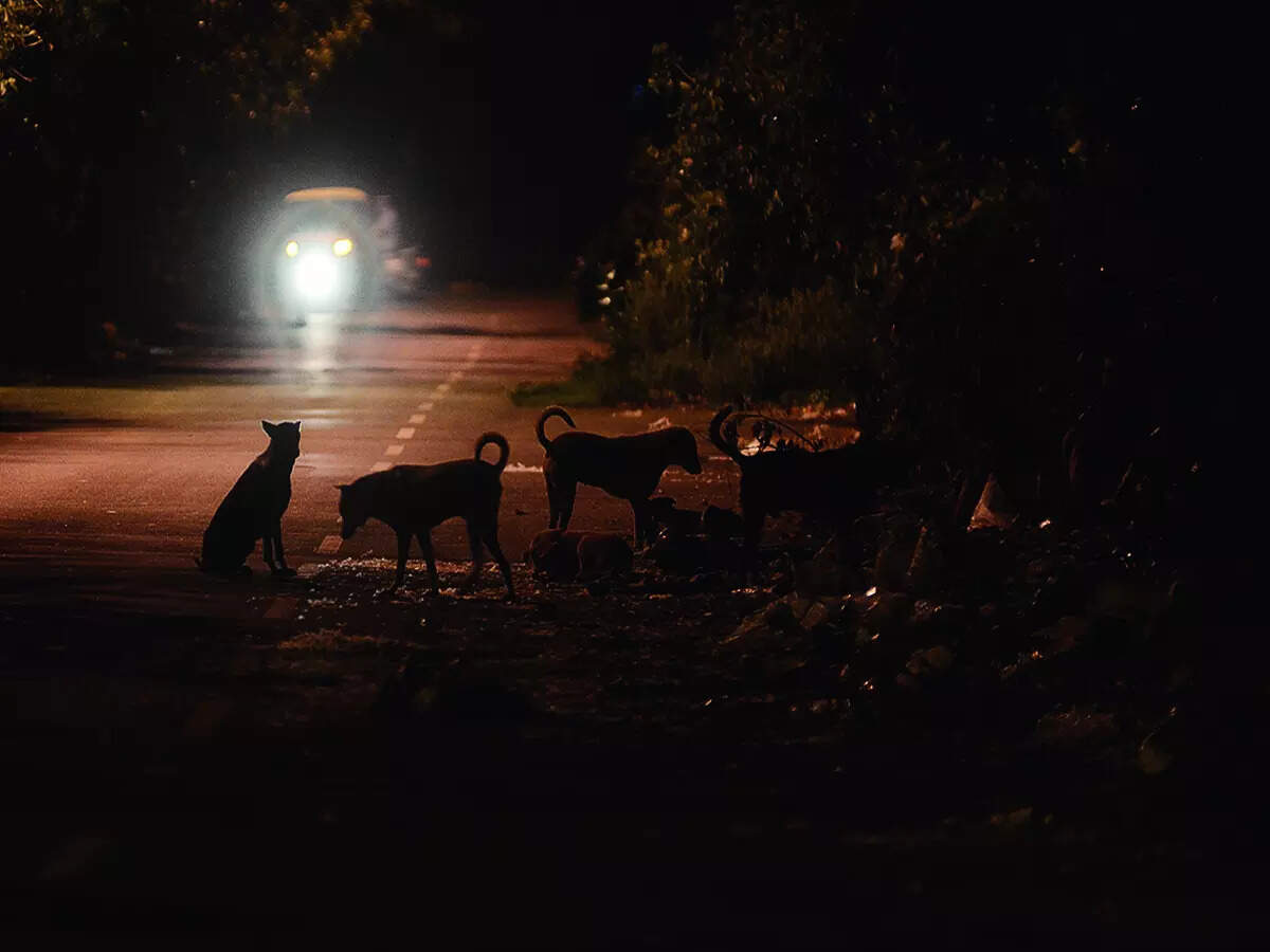 Cries for better management of strays after woman’s death