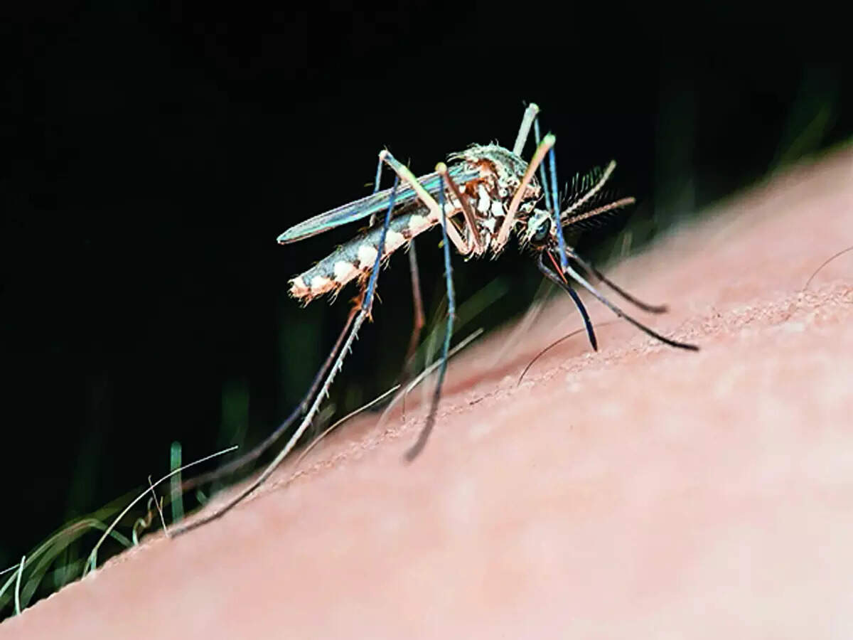 Dengue vaccine trials underway in Bengaluru