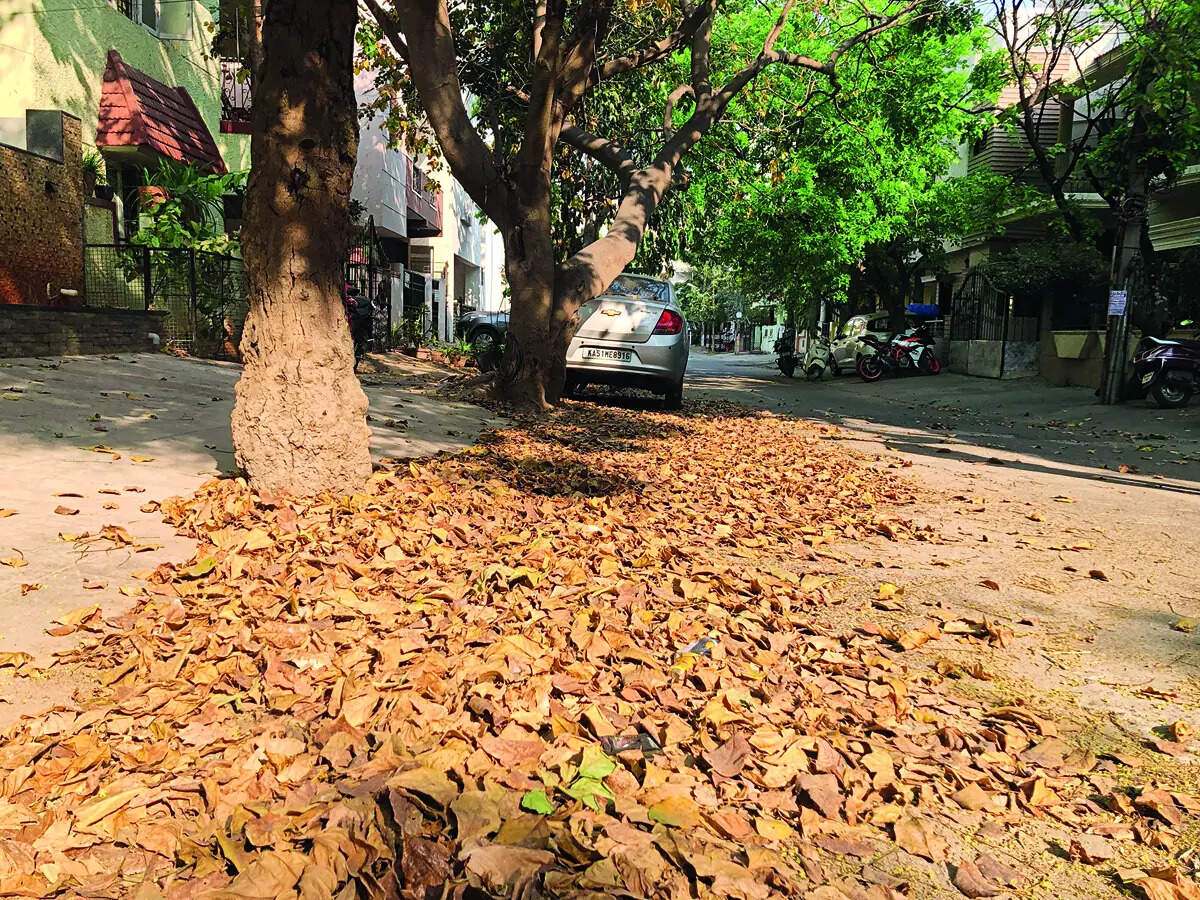 All the leaves are brown…