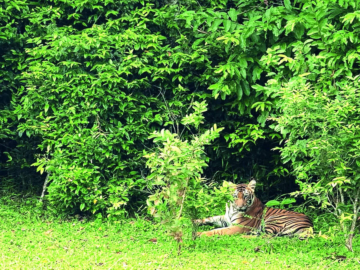 tigers: STATUS OF THE STRIPED ONES: More tigers, but not so in non ...