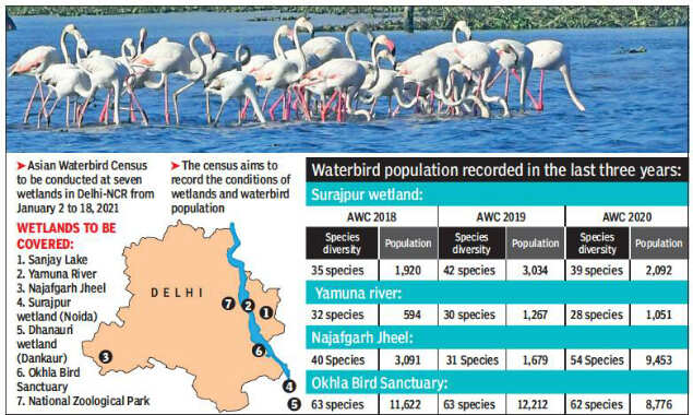 How are NCR wetlands doing? survey starts waterbird count | Delhi News ...