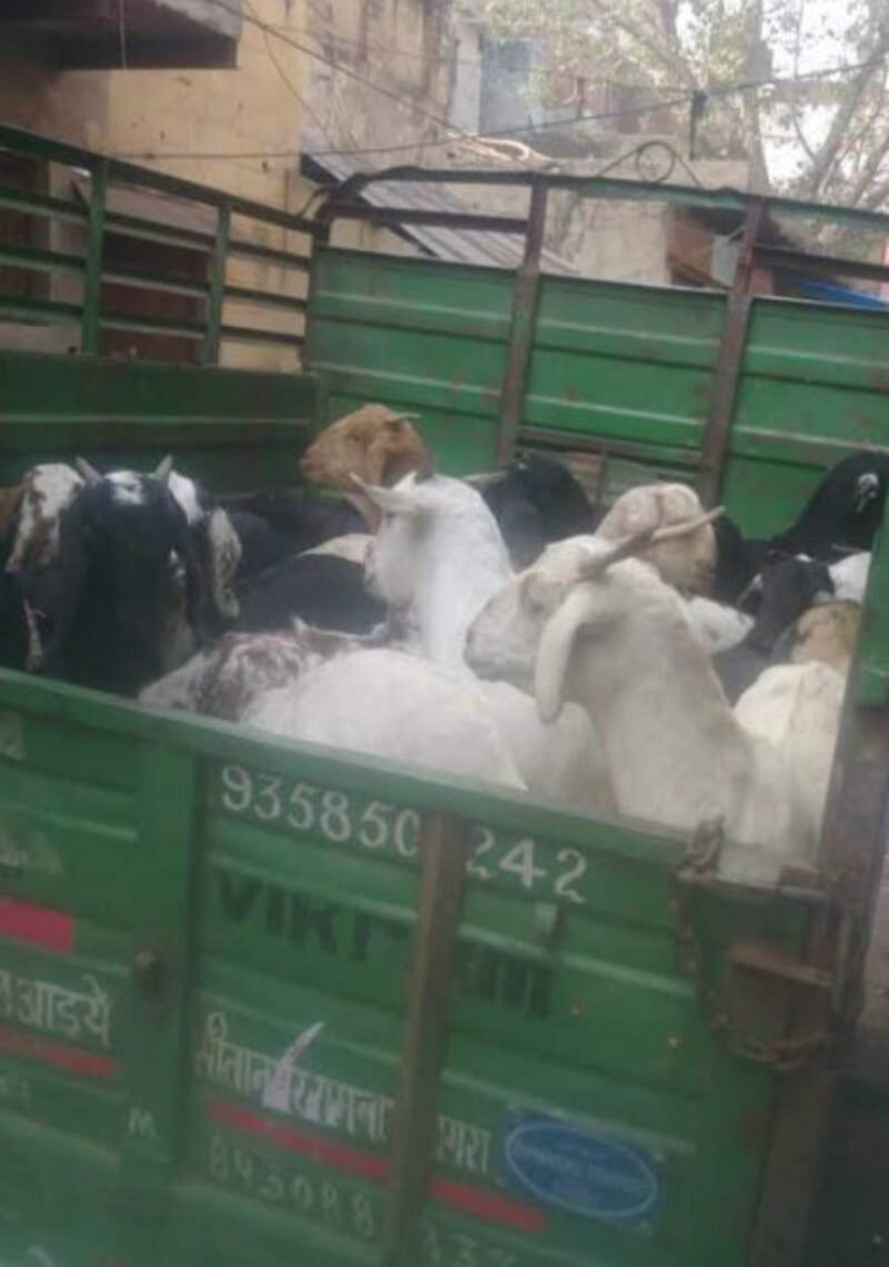 slaughtering goats-lambs: Agra police arrest 7 for slaughtering goats ...