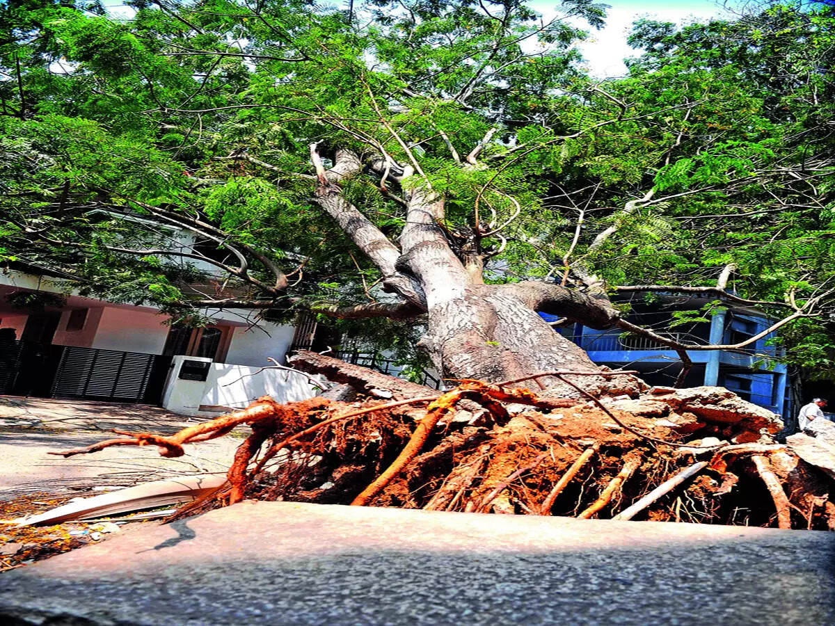 Man dies days after tree fall, eyes donated