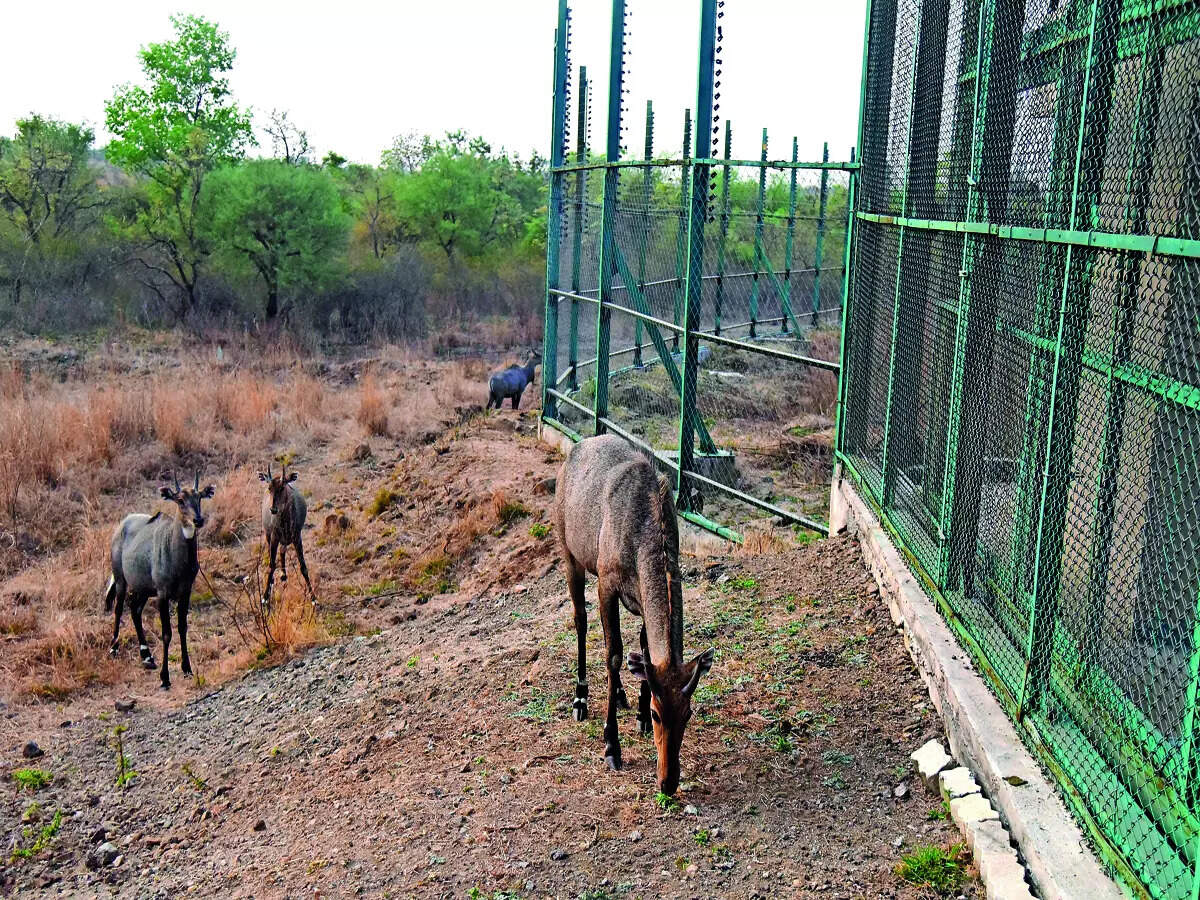 ‘Panel probing blackbuck deaths, all zoos on high alert’