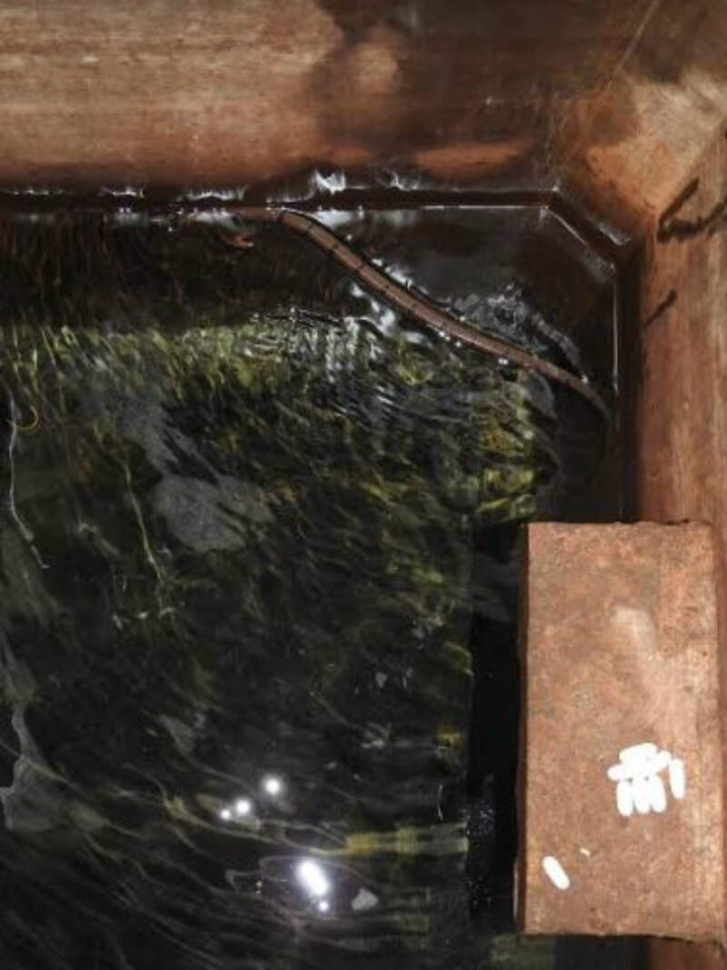 7 eggs of common kukri snake found; hatchlings released after 80 days ...