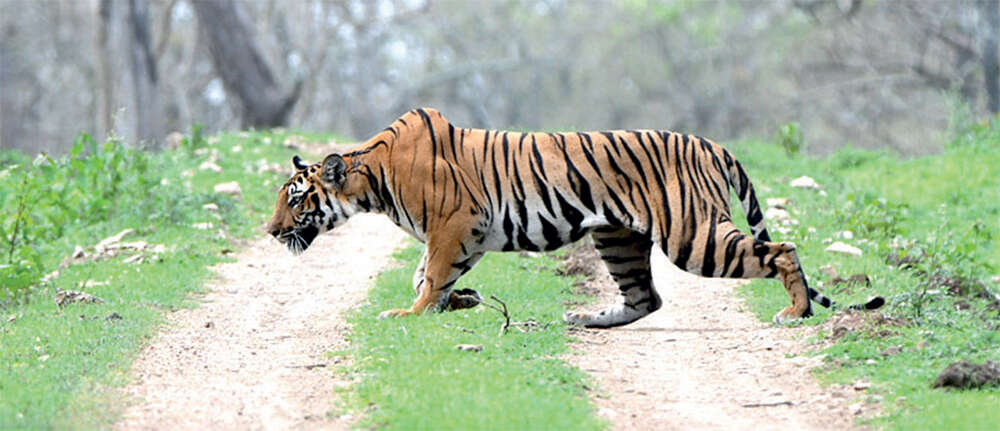 Tracker in trap, tiger reserves on guard