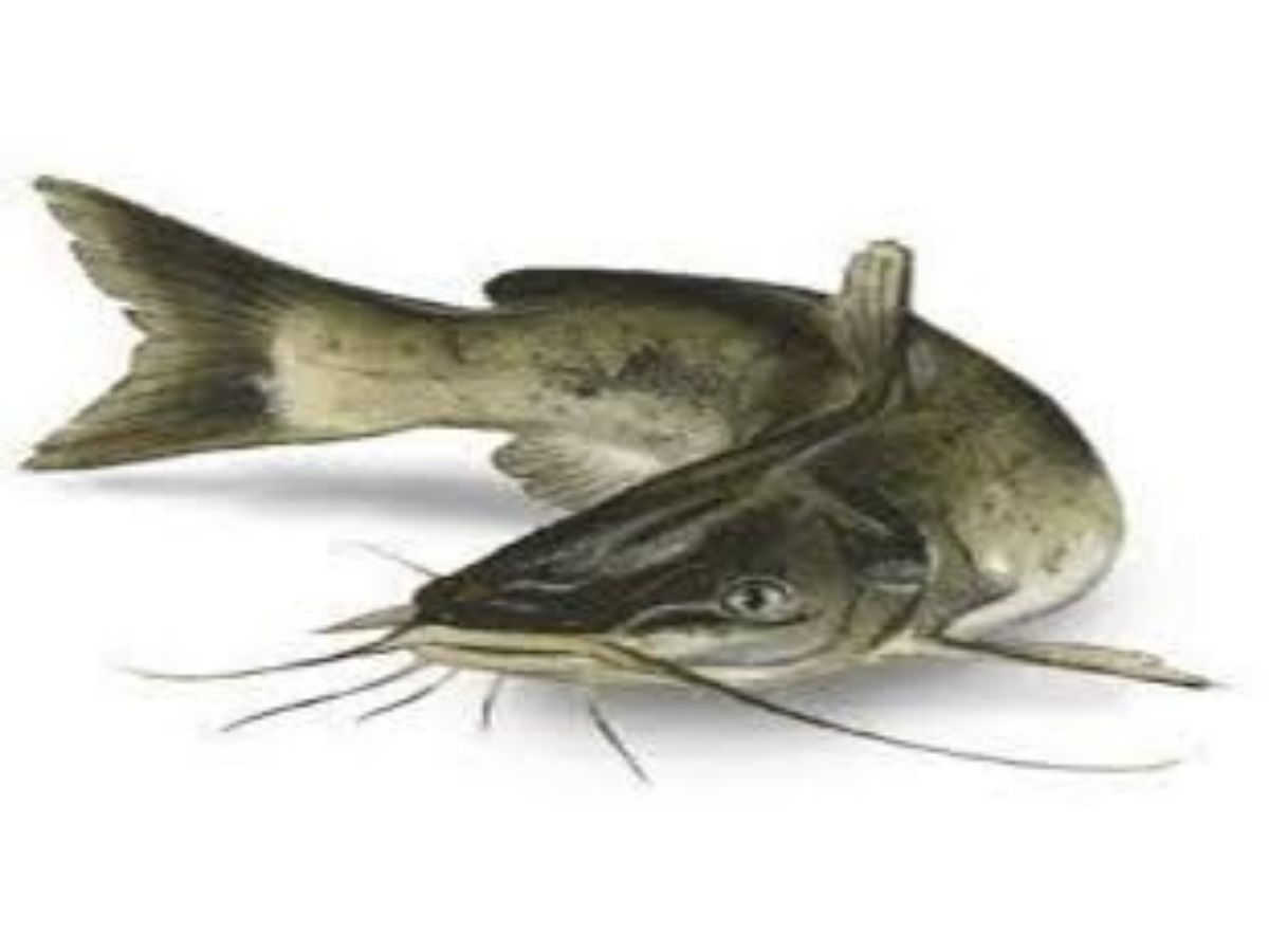 Maharashtra: Government launches special drive to destroy breeding ...