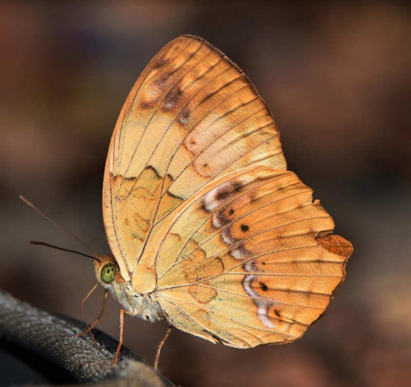 State Butterfly