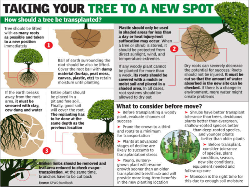Transplanting no alternative as most trees don’t survive it | Delhi ...