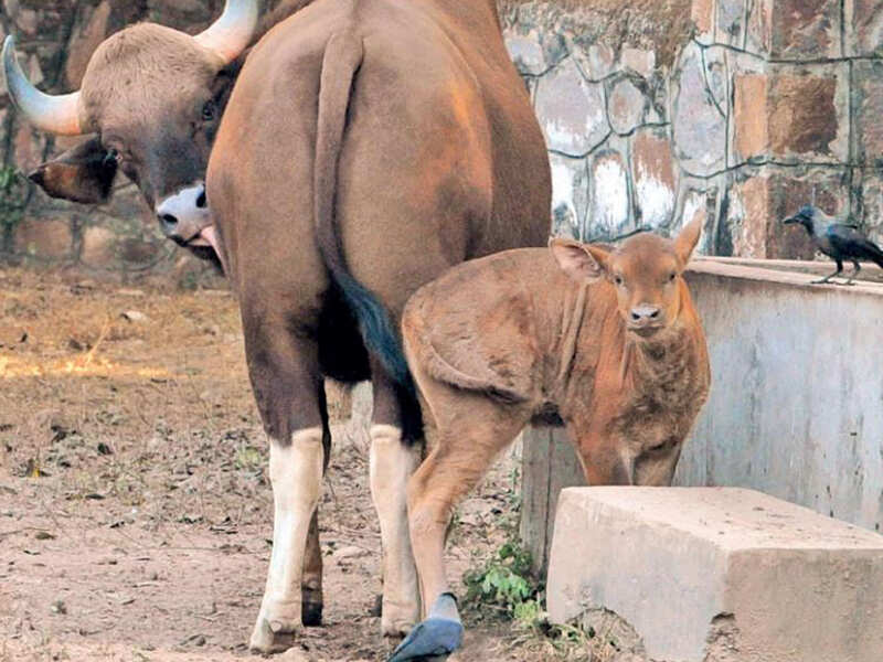 Crowds flock for baby hippo, gaur at Delhi zoo | Delhi News - Times of ... Crowds flock for baby hippo, gaur at Delhi zoo | Delhi News - Times of ...