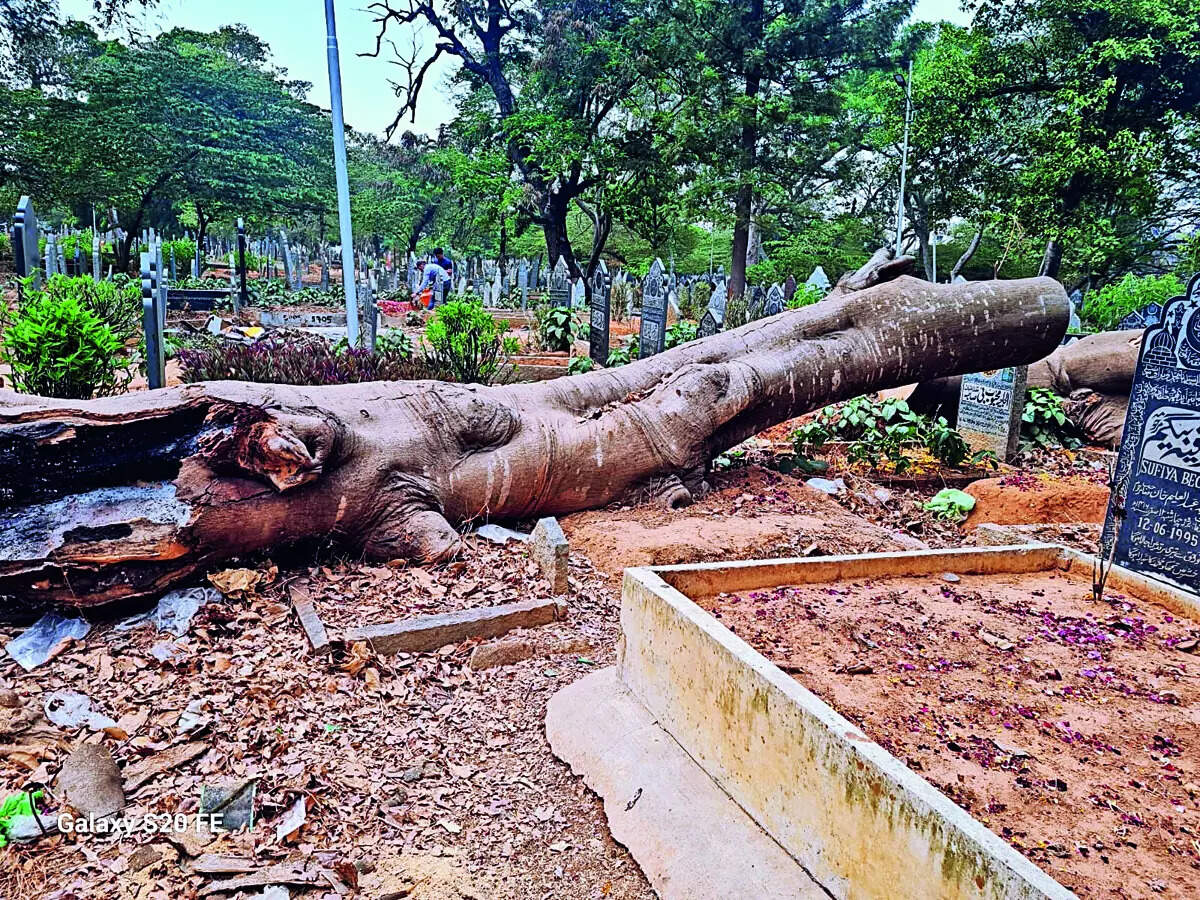 Fallen trees, a grave concern