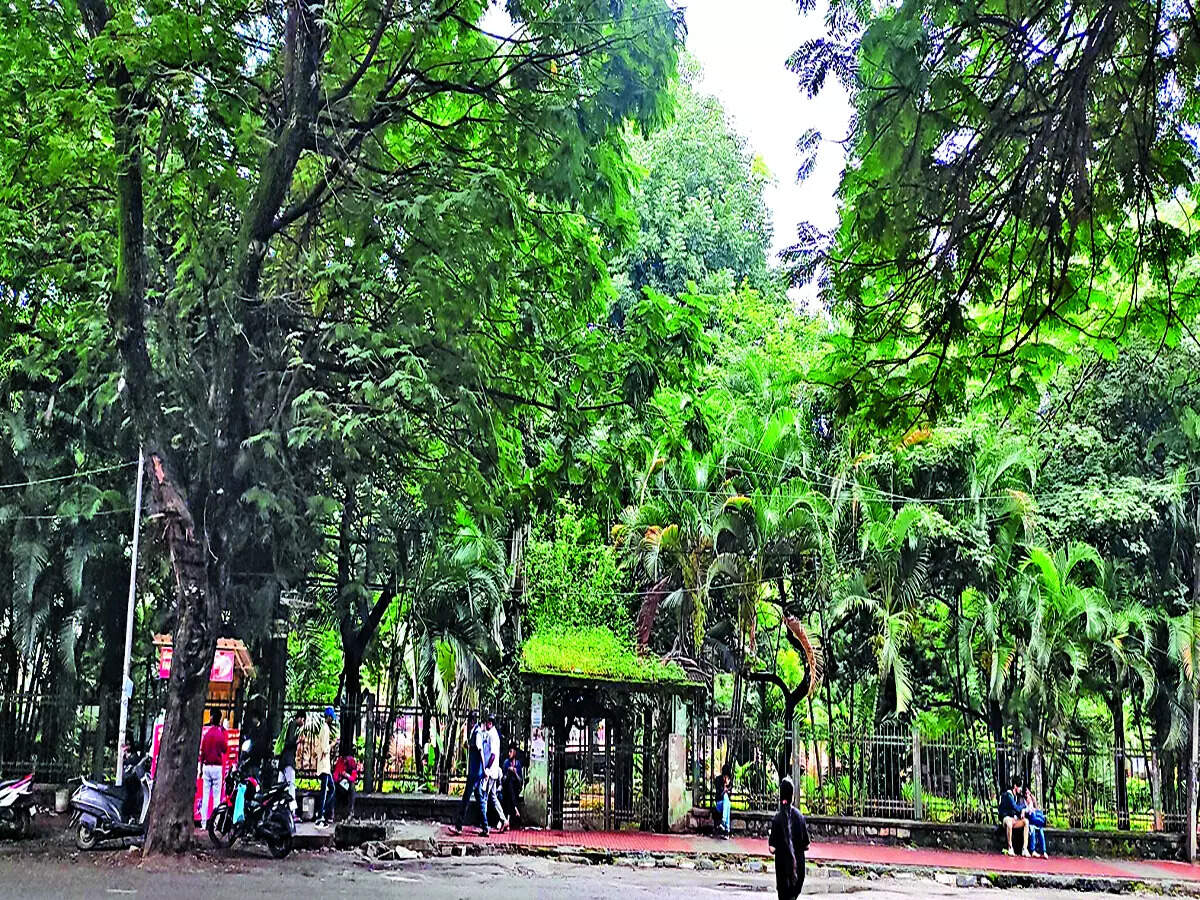 malleswaram: Malleswaram Mirror Special: Malleswaram’s vanishing green ...