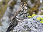New species of bird discovered