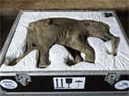 Mammoth preserved after 42k yrs of death on display