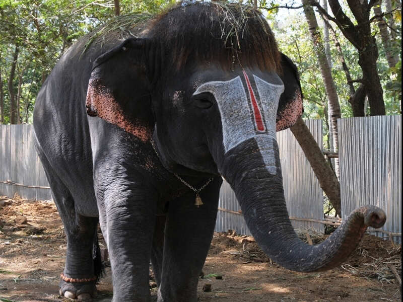 Photos: This Tamil Nadu elephant makes a style statement with ‘bob-cut ...