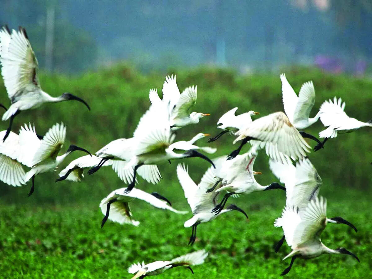 The conference of the birds