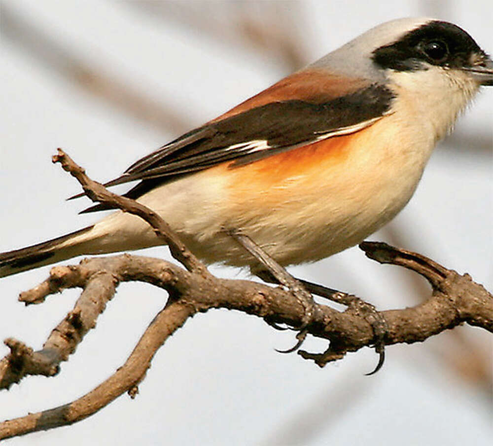 Urban Jungle: Butcher of the bird world